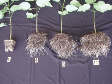 RootMaker® Product Review - my Garden and Greenhouse