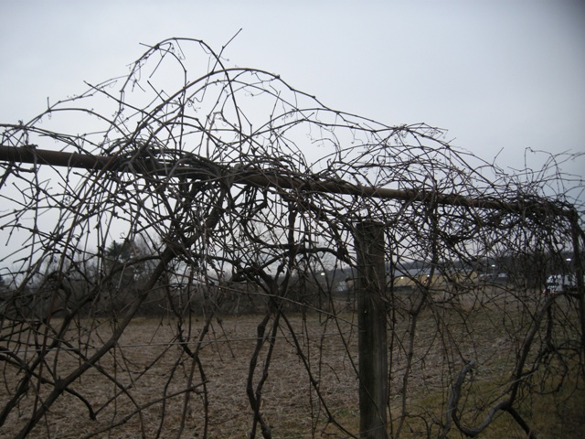 How to Reclaim an Aging Grape Vine - my Garden and Greenhouse