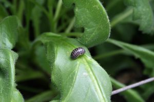 How To Identify & Manage Sowbugs and Pillbugs - my Garden and Greenhouse