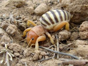 What's This Bug? The Jerusalem Cricket - my Garden and Greenhouse