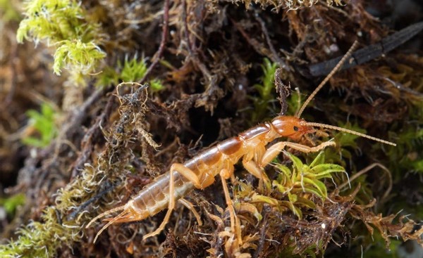 What's This Bug? The Ice Crawler - my Garden and Greenhouse